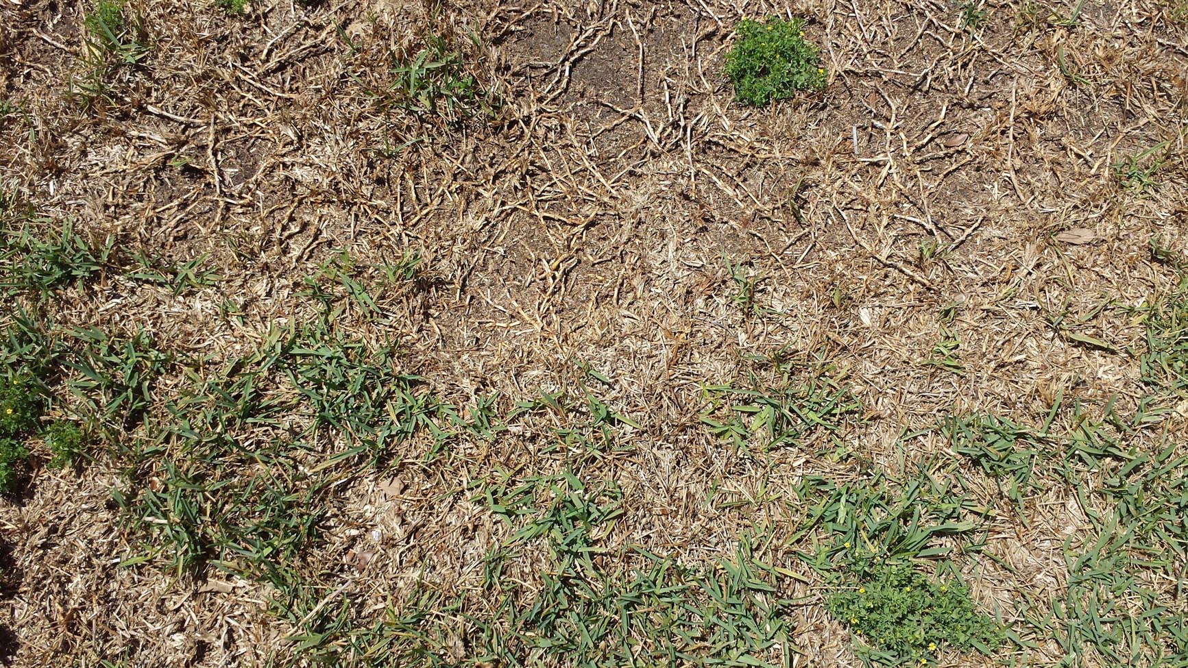 Why Is My Grass Dying Talk Of The Villages