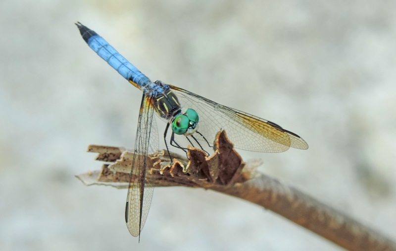Five Types of Dragonflies - Talk of The Villages Five Types of Dragonflies - Talk of The Villages